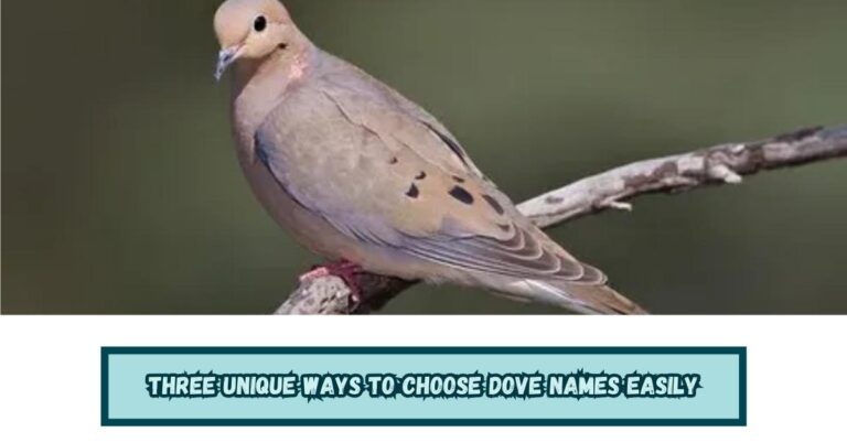 350+ Best Dove Names & Generator for your Companion