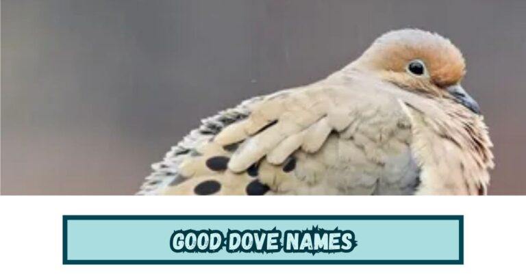 350+ Best Dove Names & Generator for your Companion