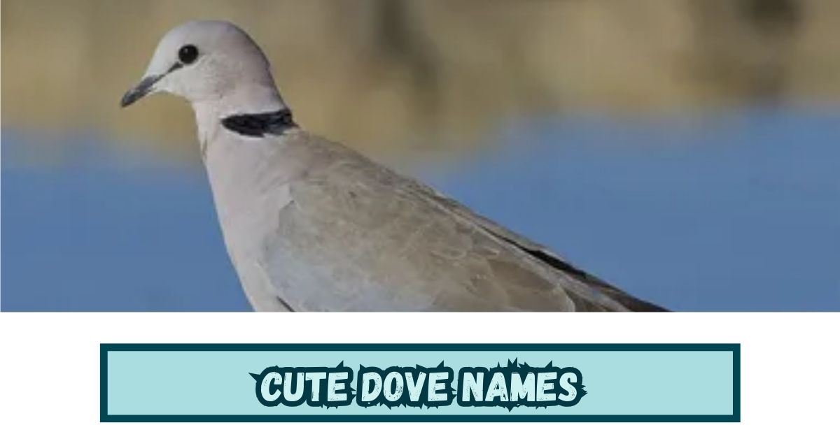 350+ Best Dove Names & Generator for your Companion
