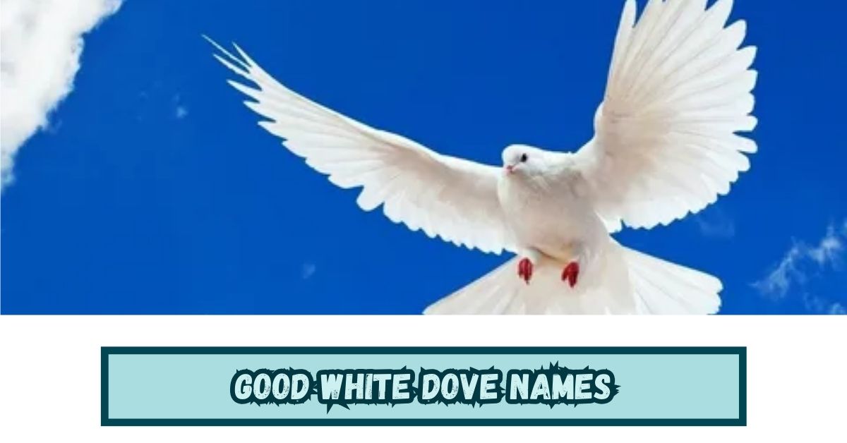 350+ Best Dove Names & Generator for your Companion