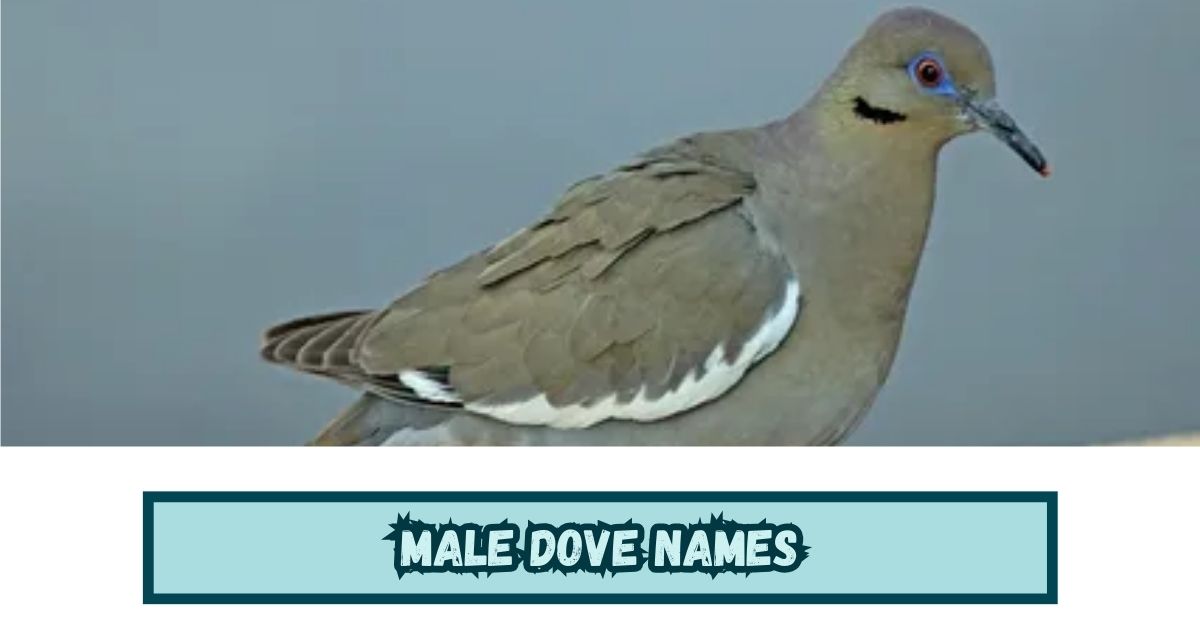 350+ Best Dove Names & Generator for your Companion