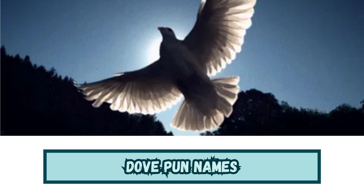 350+ Best Dove Names & Generator for your Companion