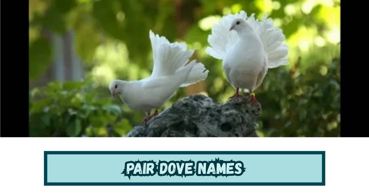350+ Best Dove Names & Generator for your Companion