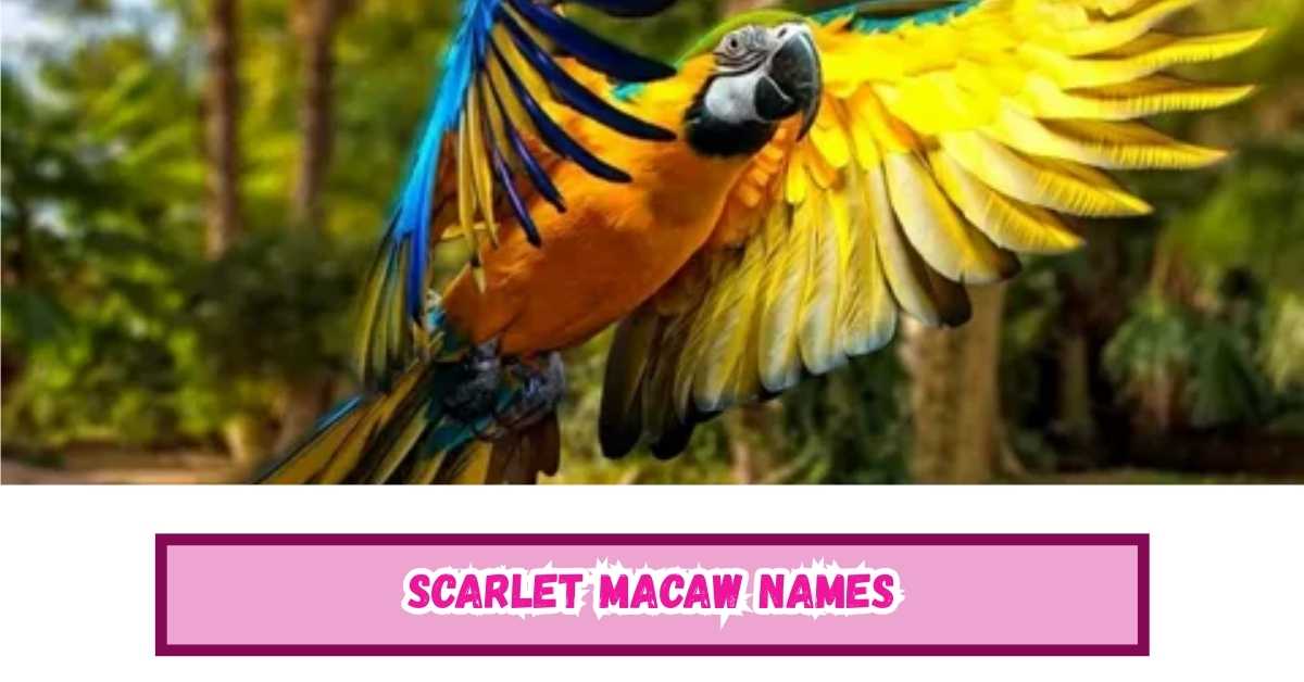 550+Cute and Cool Macaw Names & Generator with Meanings