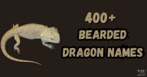 400+ Best and Popular Bearded Dragon Names & Generator