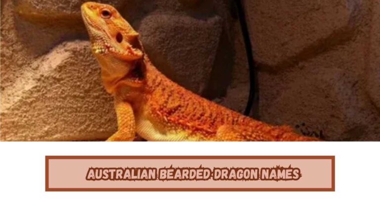 400+ Best and Popular Bearded Dragon Names & Generator