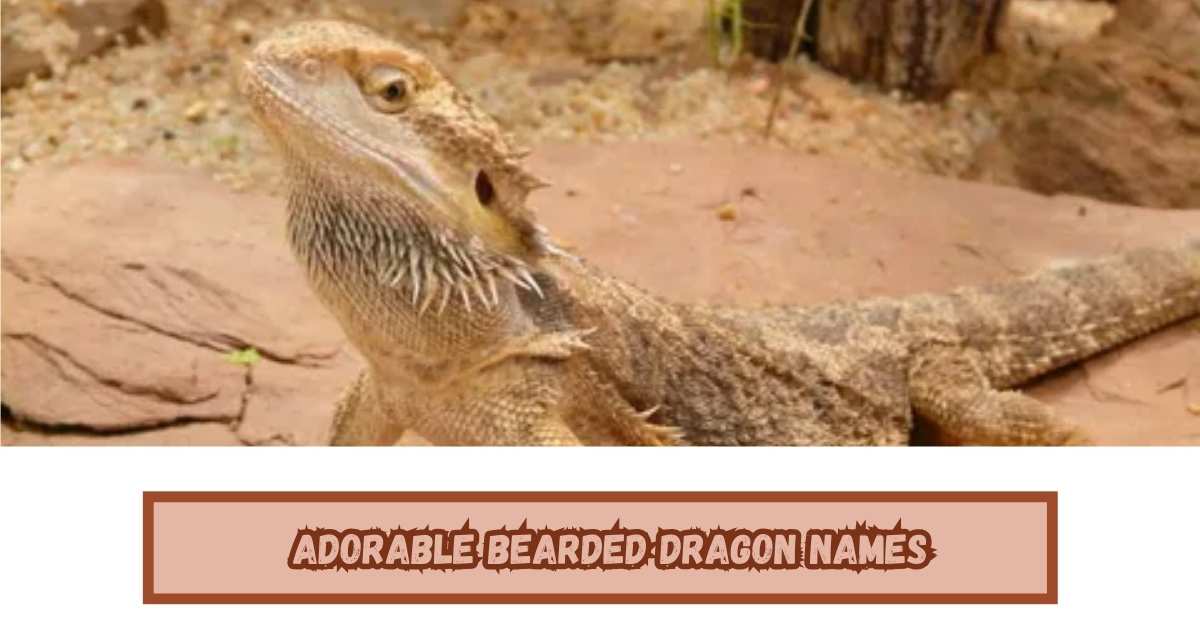 400+ Best and Popular Bearded Dragon Names & Generator
