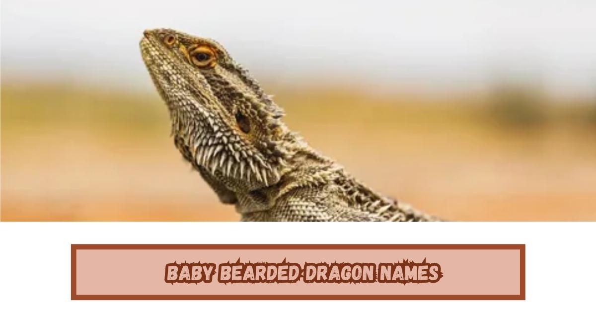 400+ Best and Popular Bearded Dragon Names & Generator