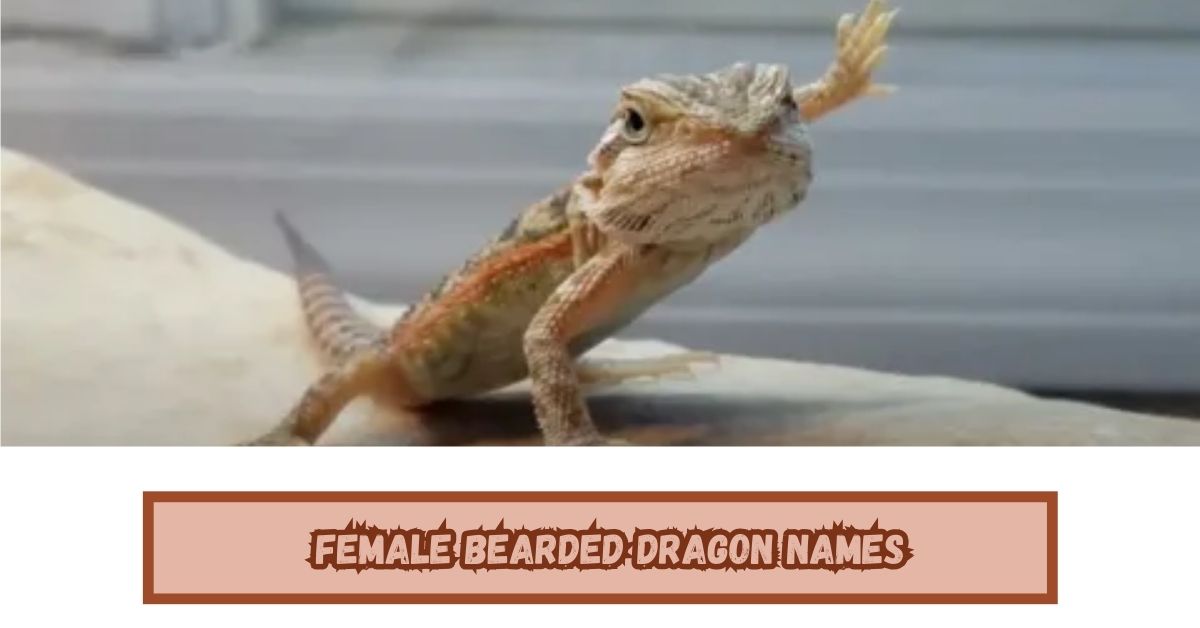 400+ Best and Popular Bearded Dragon Names & Generator