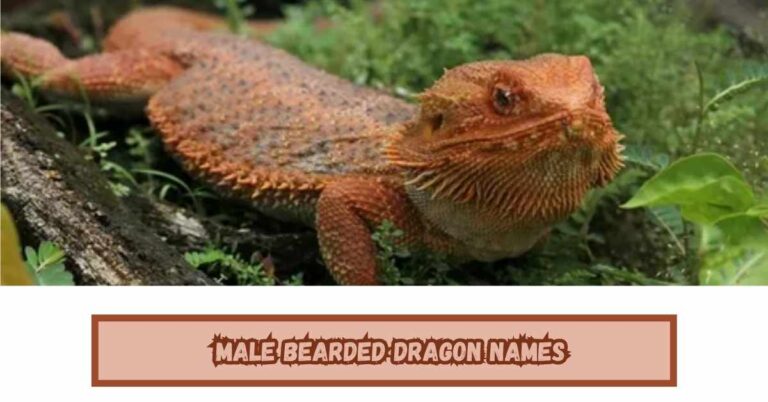 400+ Best and Popular Bearded Dragon Names & Generator
