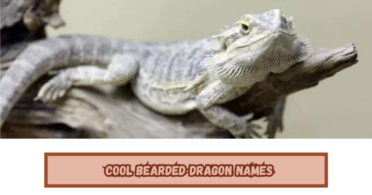 400+ Best and Popular Bearded Dragon Names & Generator