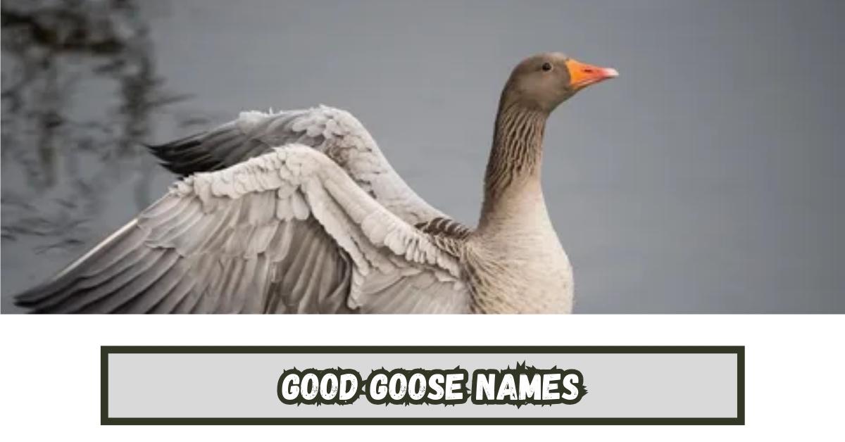 650+ Catchy and Best Goose Names & Generator with Unique Meanings