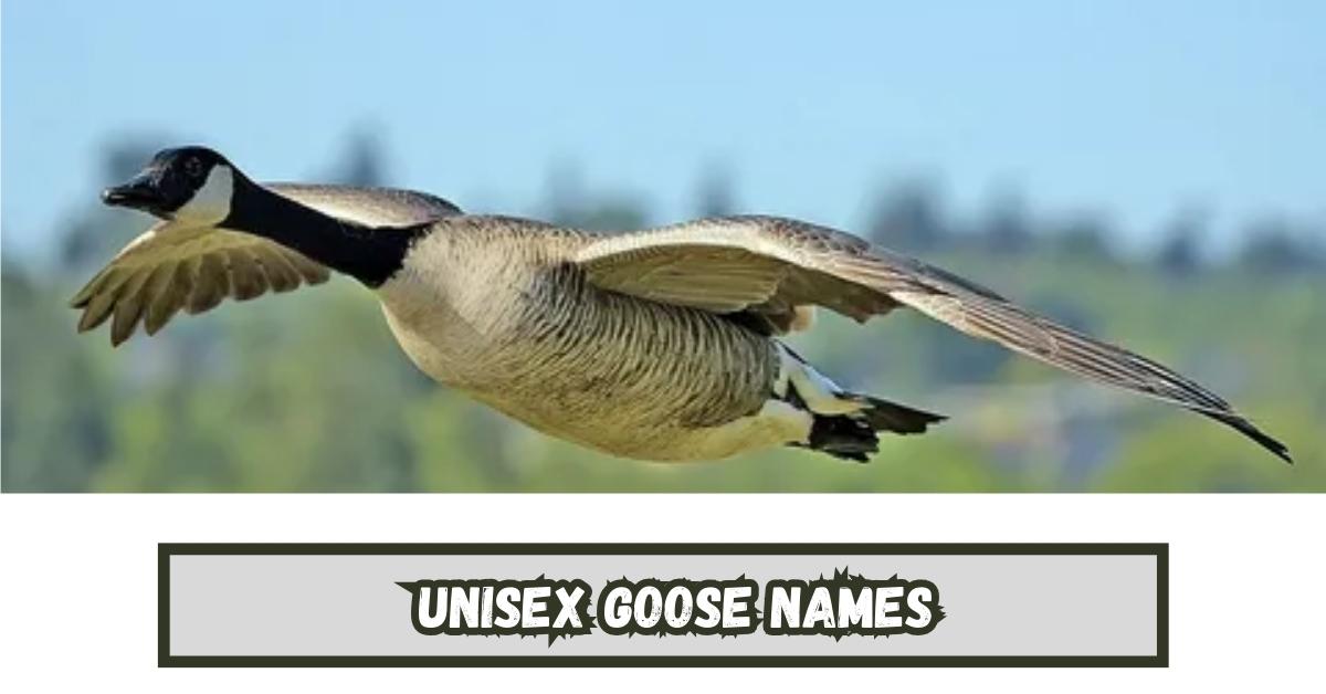 650+ Catchy and Best Goose Names & Generator with Unique Meanings