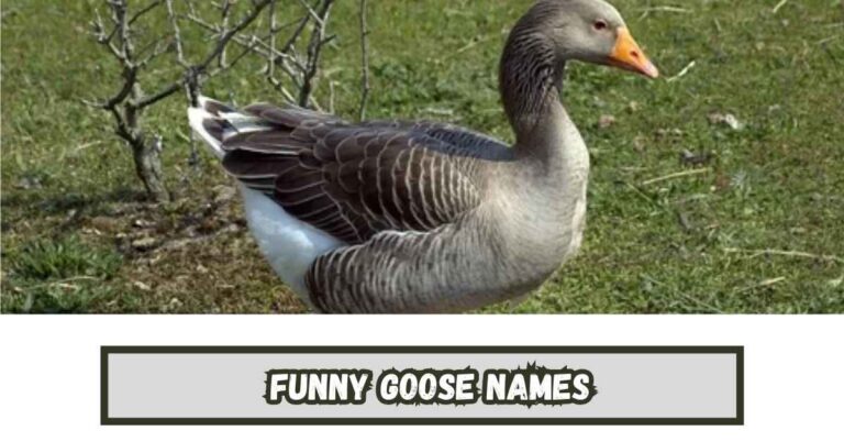 650+ Catchy and Best Goose Names & Generator with Unique Meanings