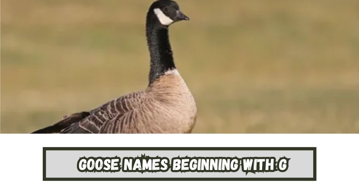 650+ Catchy and Best Goose Names & Generator with Unique Meanings