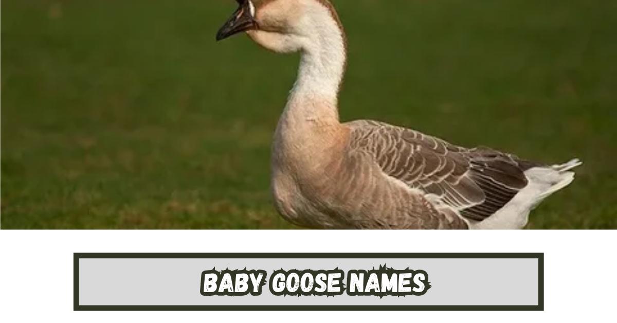 650+ Catchy and Best Goose Names & Generator with Unique Meanings