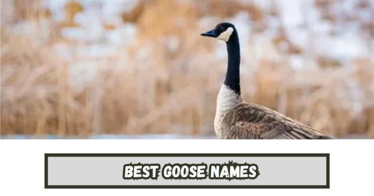 650+ Catchy and Best Goose Names & Generator with Unique Meanings