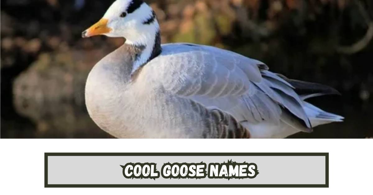 650+ Catchy and Best Goose Names & Generator with Unique Meanings