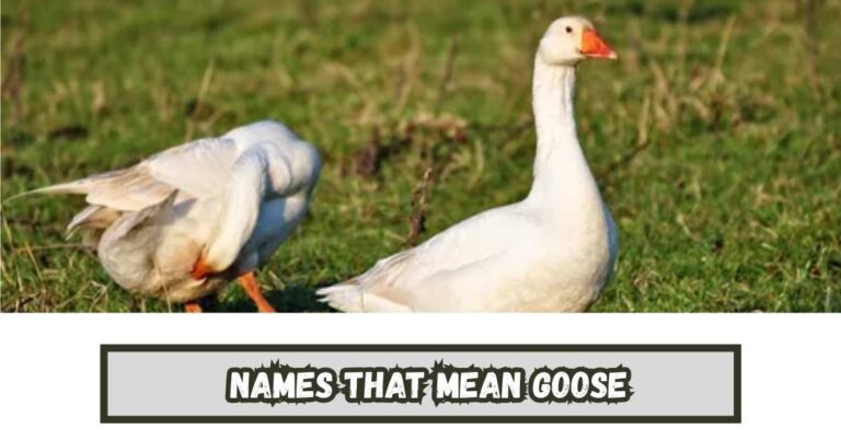 650+ Catchy and Best Goose Names & Generator with Unique Meanings