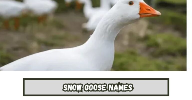 650+ Catchy and Best Goose Names & Generator with Unique Meanings