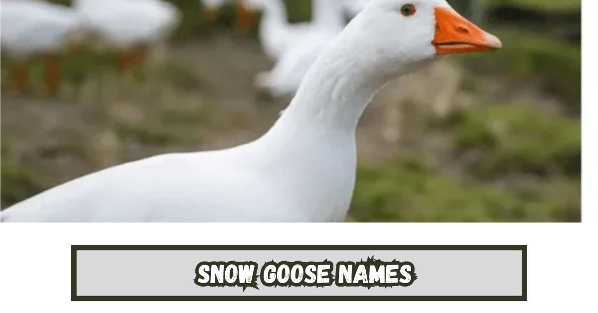 650+ Catchy and Best Goose Names & Generator with Unique Meanings