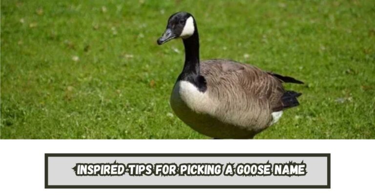 650+ Catchy and Best Goose Names & Generator with Unique Meanings