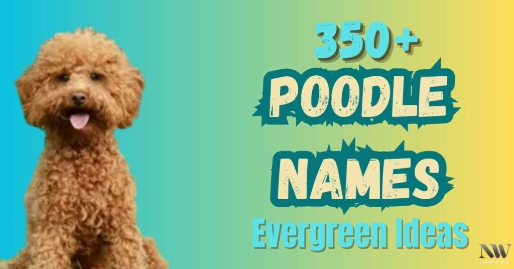 350+ Fluffy and Popular Poodle Names & Generator [Evergreen Ideas]