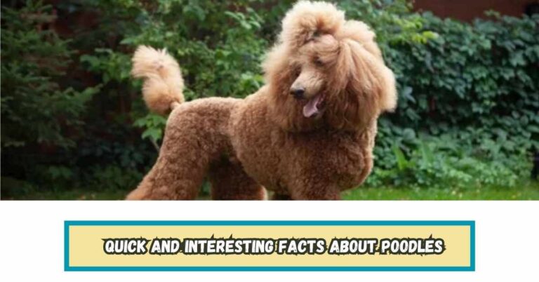 350+ Fluffy and Popular Poodle Names & Generator [Evergreen Ideas]