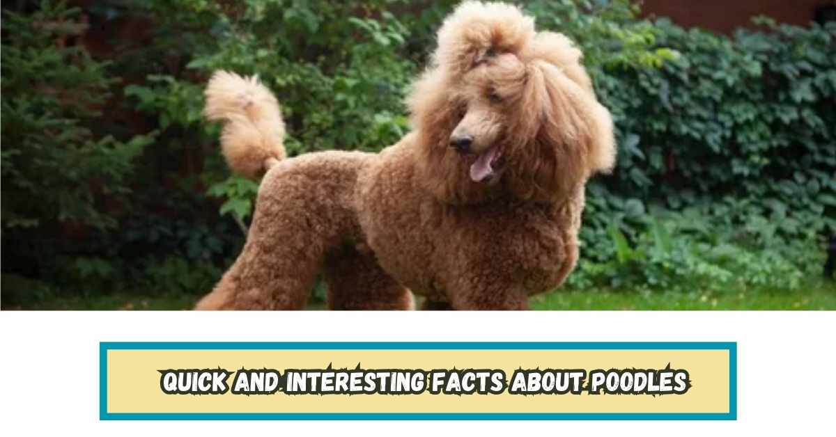 350+ Fluffy and Popular Poodle Names & Generator [Evergreen Ideas]