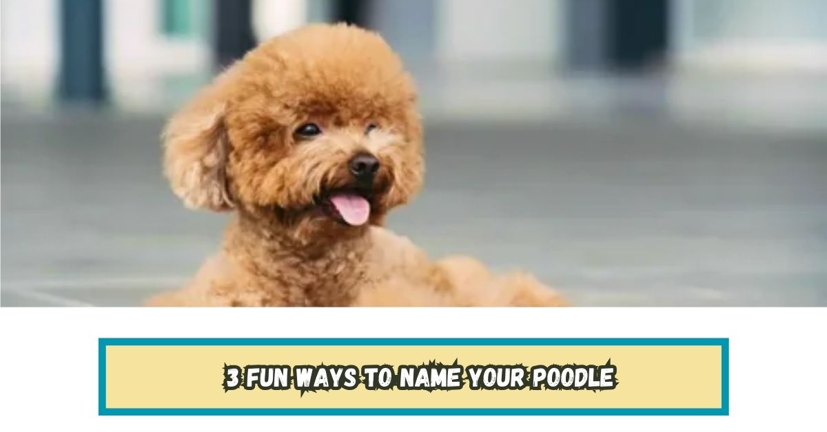 350+ Fluffy and Popular Poodle Names & Generator [Evergreen Ideas]