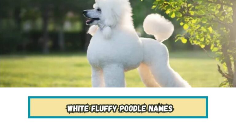 350+ Fluffy and Popular Poodle Names & Generator [Evergreen Ideas]