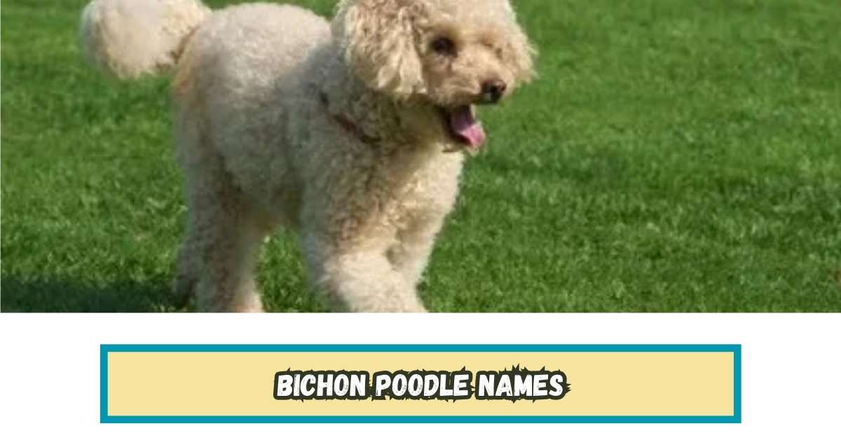 350+ Fluffy and Popular Poodle Names & Generator [Evergreen Ideas]