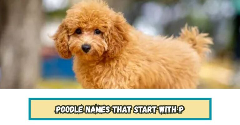 350+ Fluffy and Popular Poodle Names & Generator [Evergreen Ideas]
