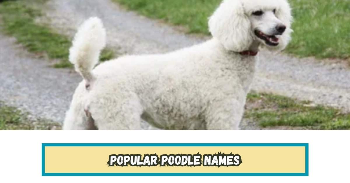 350+ Fluffy and Popular Poodle Names & Generator [Evergreen Ideas]