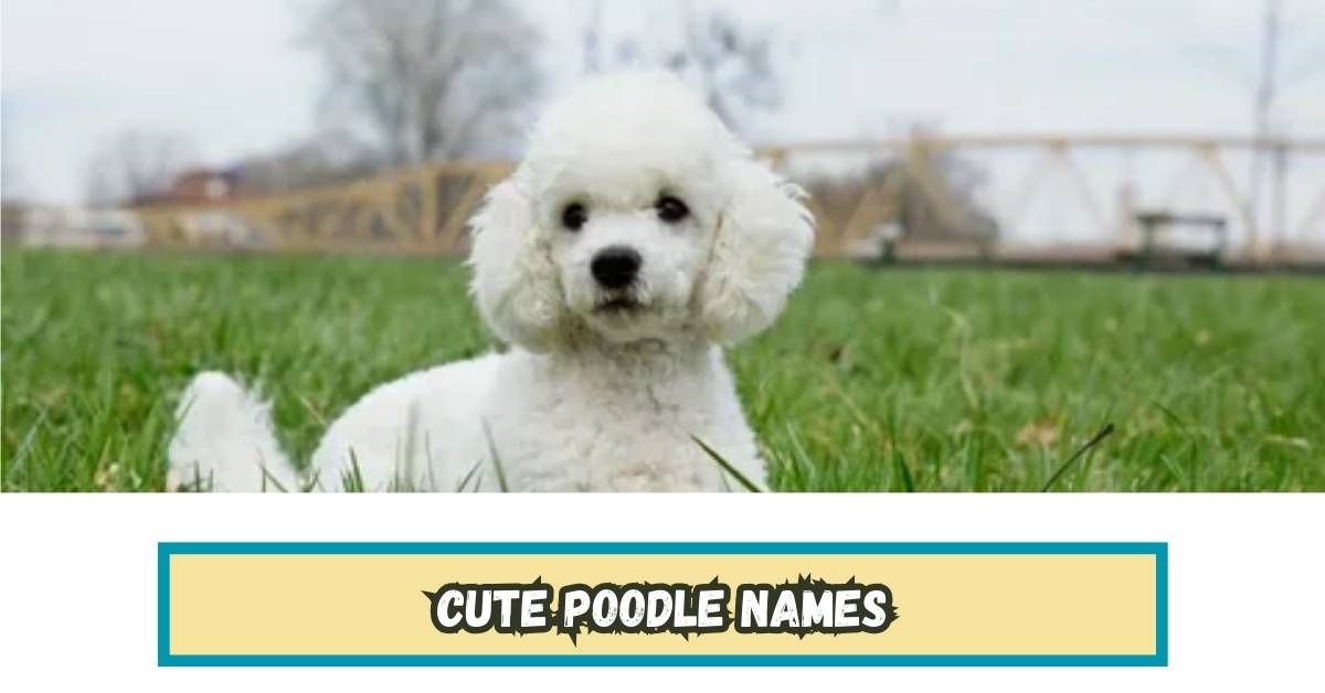 350+ Fluffy and Popular Poodle Names & Generator [Evergreen Ideas]