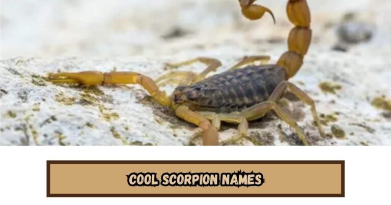 650+ Funny and Best Scorpion Names & Generator