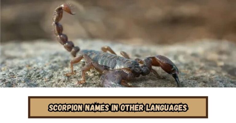 650+ Funny and Best Scorpion Names & Generator
