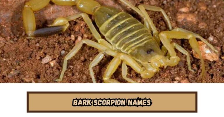650+ Funny and Best Scorpion Names & Generator
