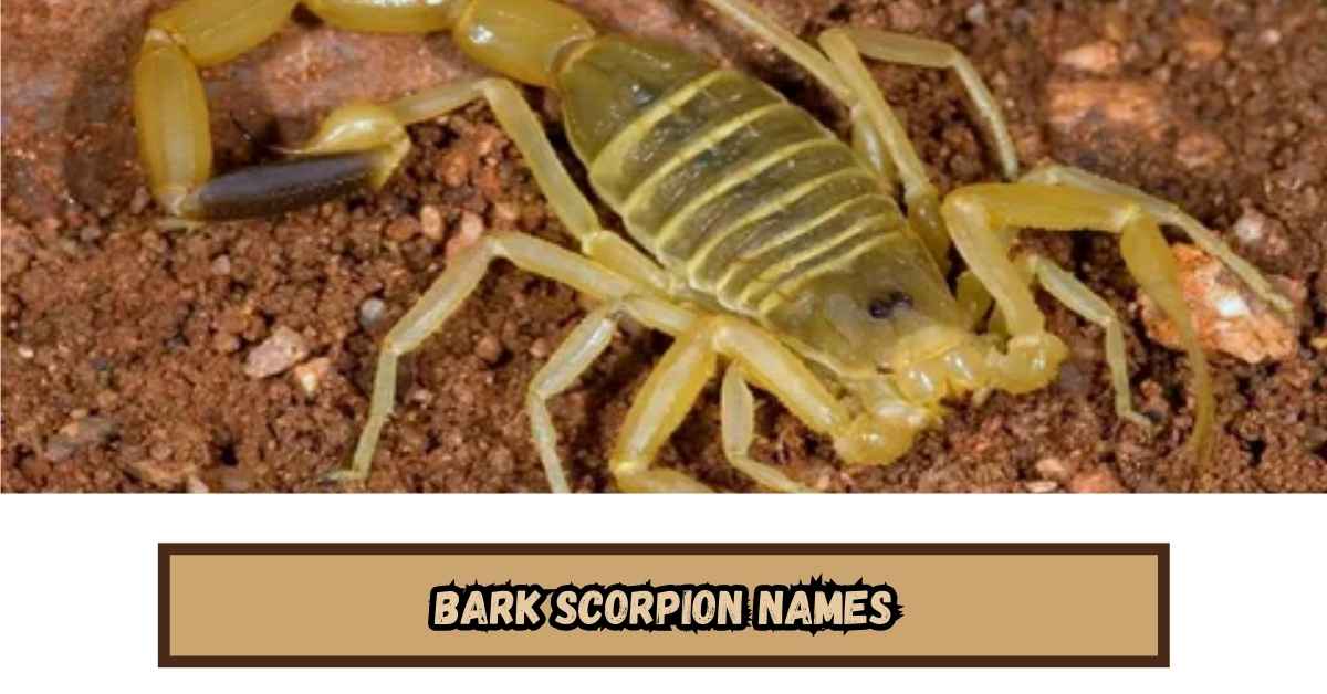 650+ Funny and Best Scorpion Names & Generator