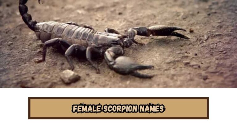 650+ Funny and Best Scorpion Names & Generator