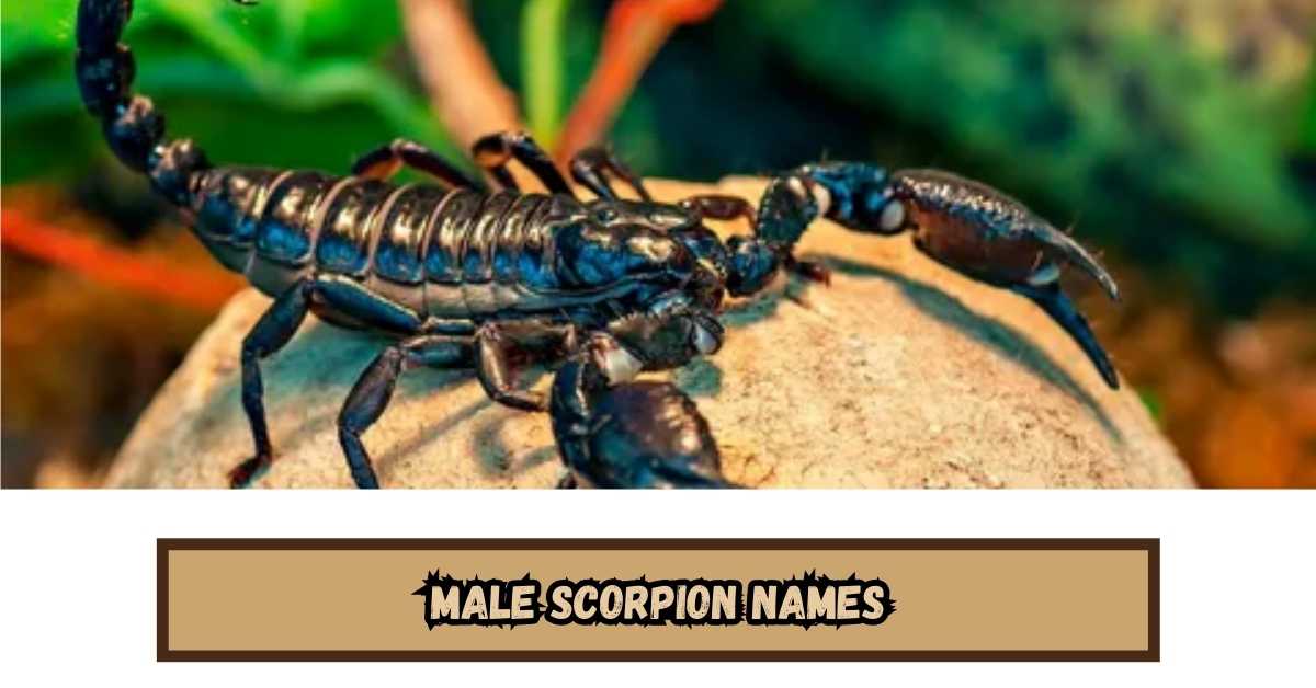 650+ Funny and Best Scorpion Names & Generator