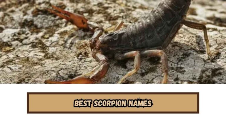 650+ Funny and Best Scorpion Names & Generator