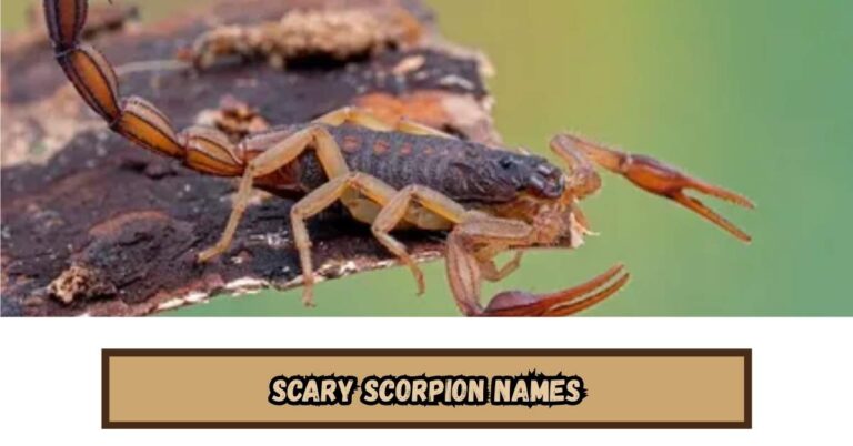 650+ Funny and Best Scorpion Names & Generator