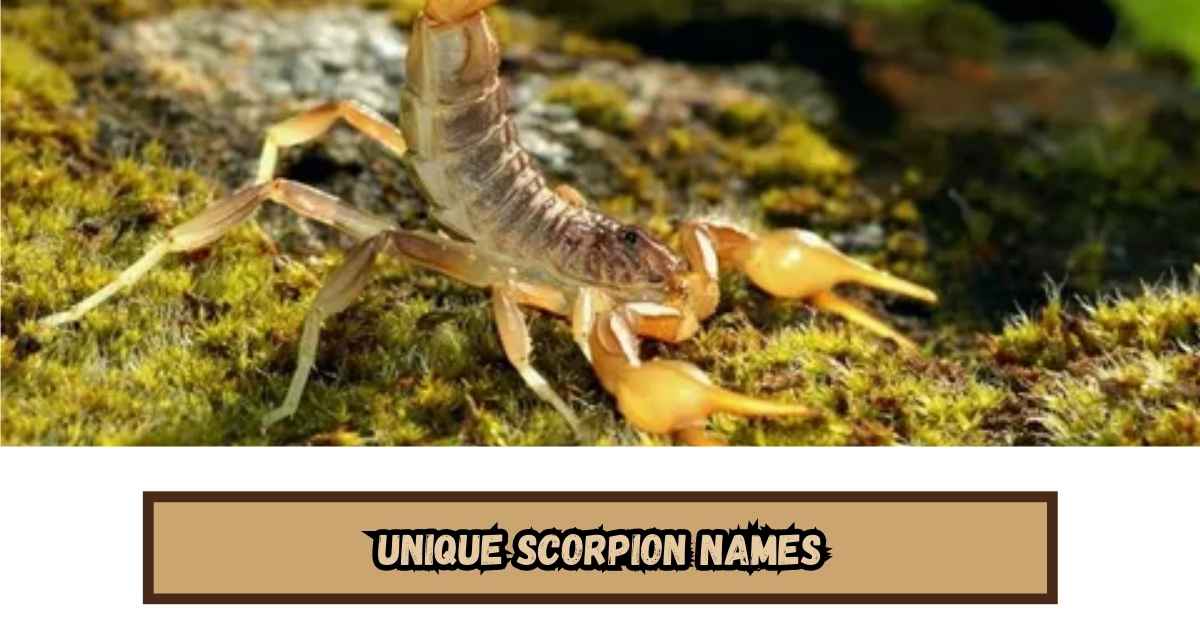 650+ Funny and Best Scorpion Names & Generator
