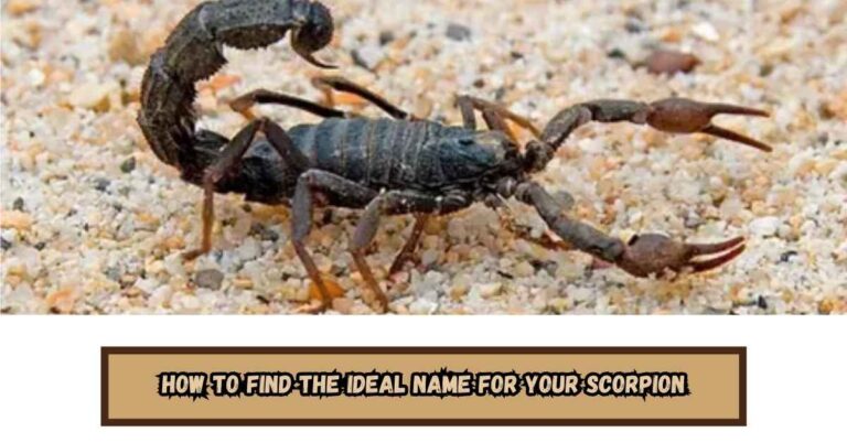 650+ Funny and Best Scorpion Names & Generator