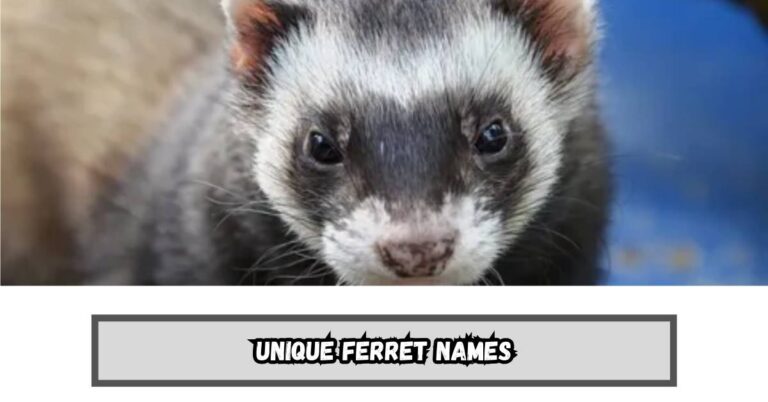 400+ Fabulous Ferret Names & Generator [Meaningful Ideas]