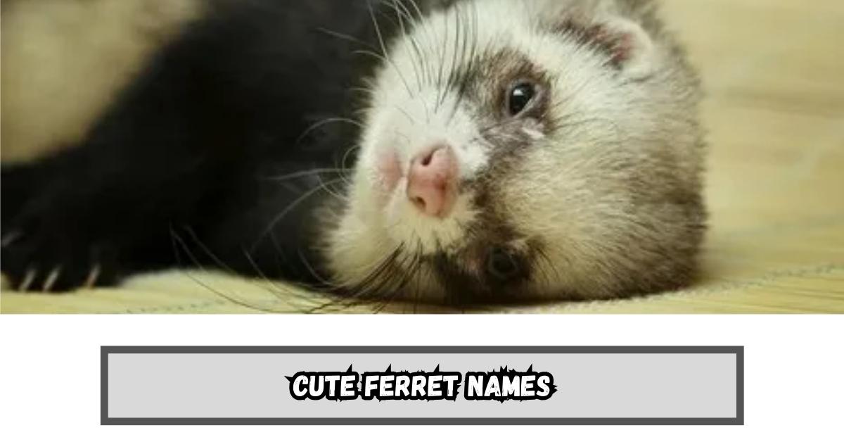 400+ Fabulous Ferret Names & Generator [Meaningful Ideas]