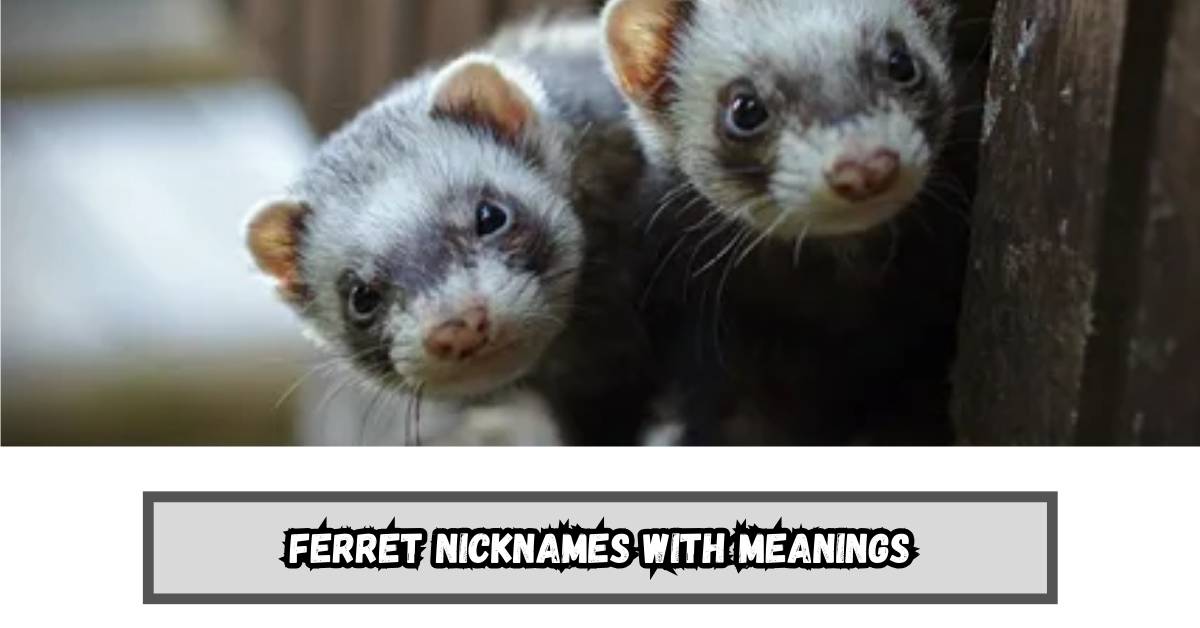 400+ Fabulous Ferret Names & Generator [Meaningful Ideas]