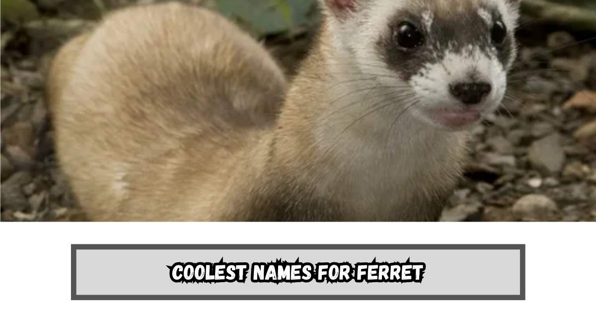 400+ Fabulous Ferret Names & Generator [Meaningful Ideas]