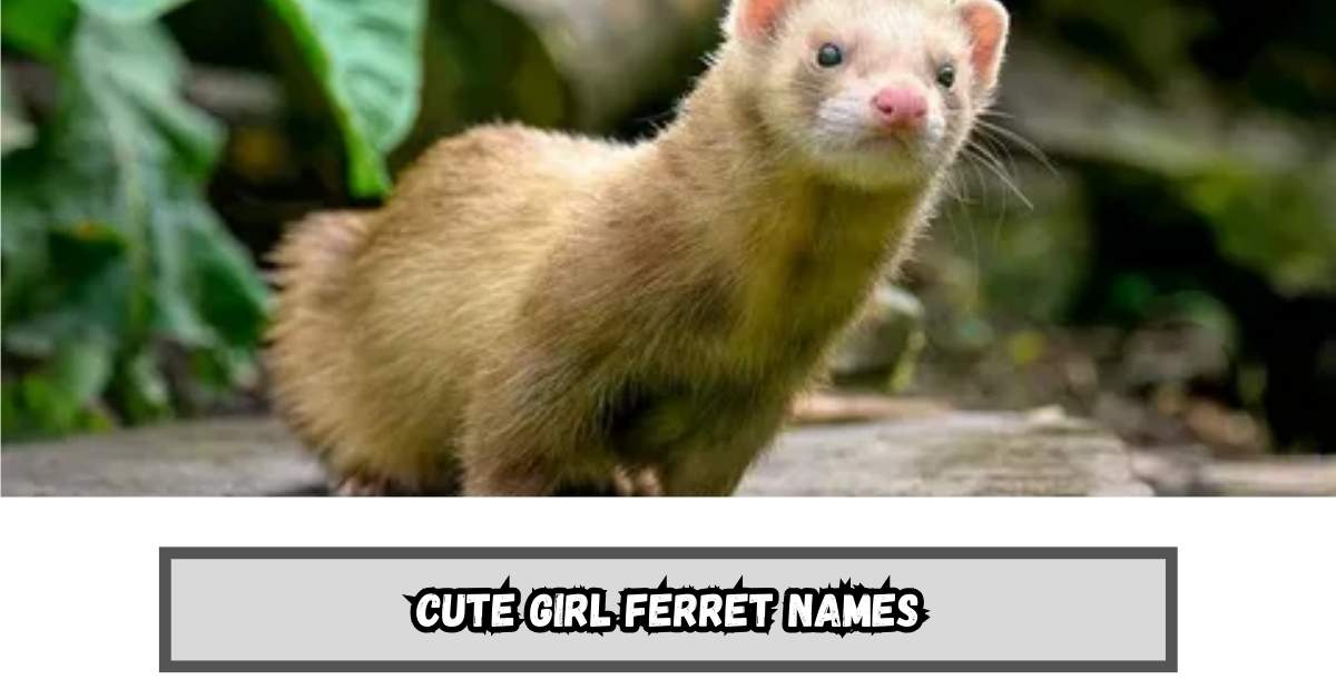 400+ Fabulous Ferret Names & Generator [Meaningful Ideas]
